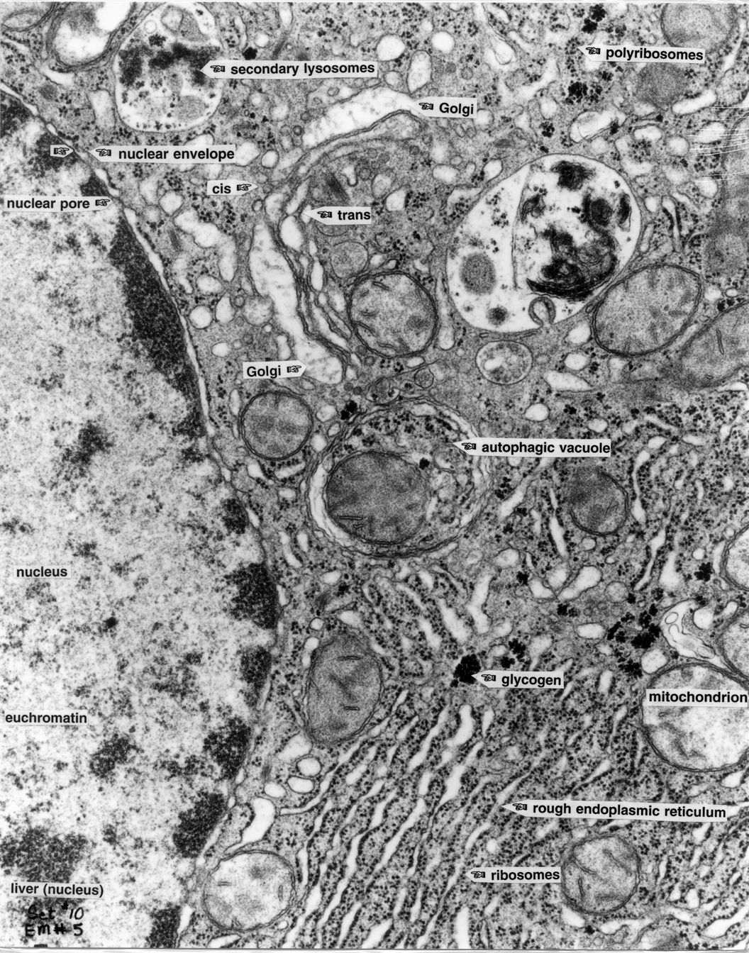 Liver 5 - PEER Program (Youth STEM Promotion)